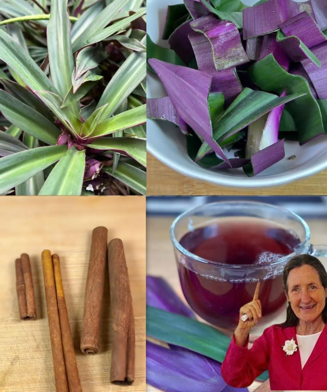 The Incredible Health Benefits of Purple Maguey Plant and How to Prepare It