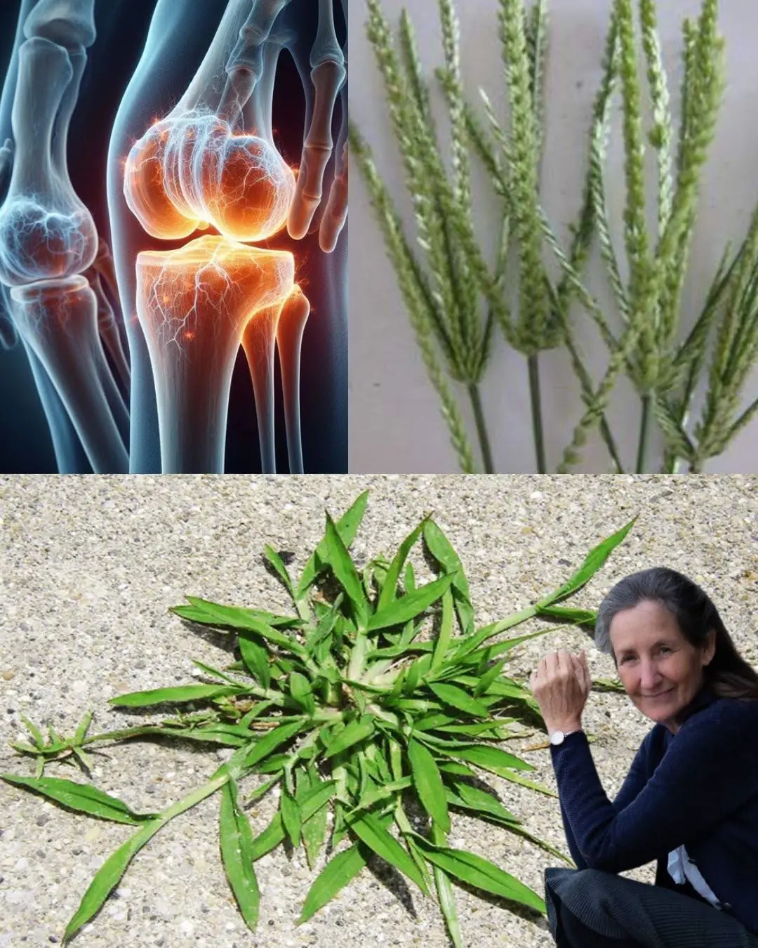 Goosegrass (Eleusine indica): A Natural Ally for Kidney Health