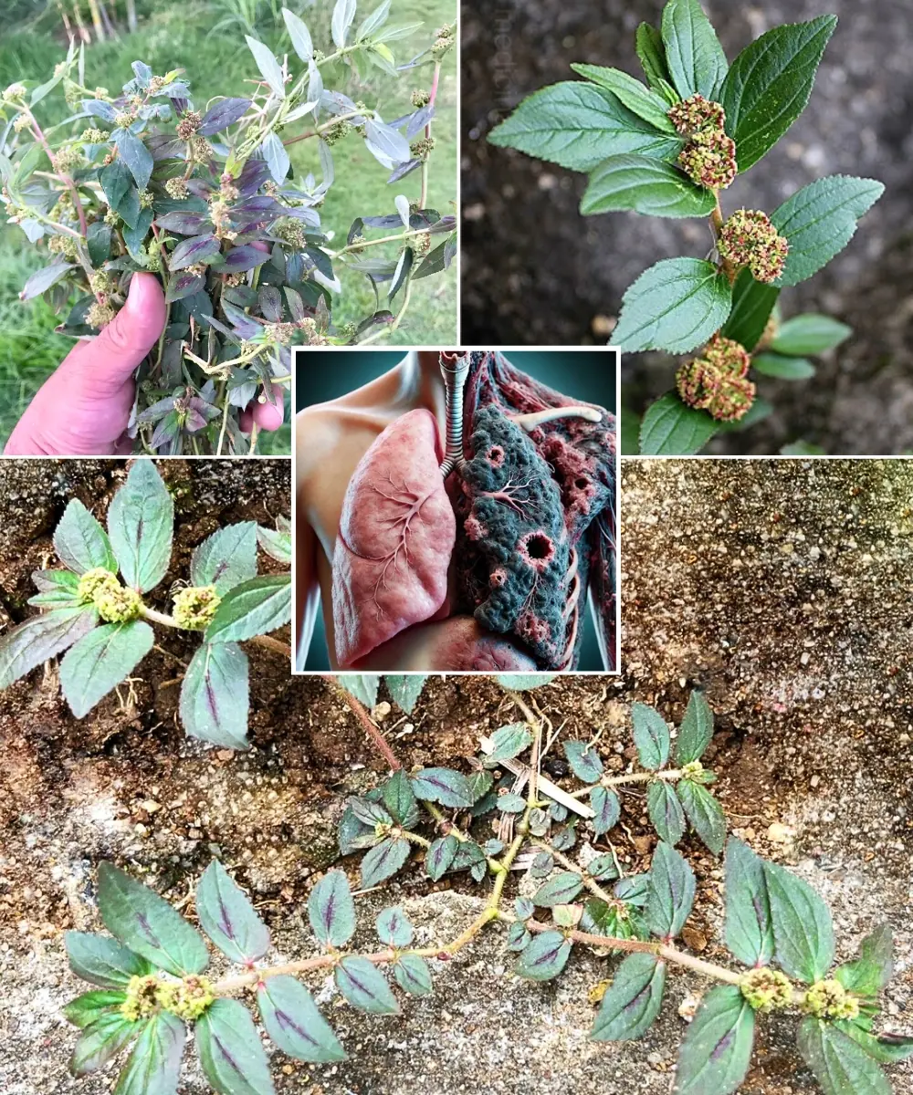 Euphorbia Hirta: 30 Health Benefits and How to Use It Safely